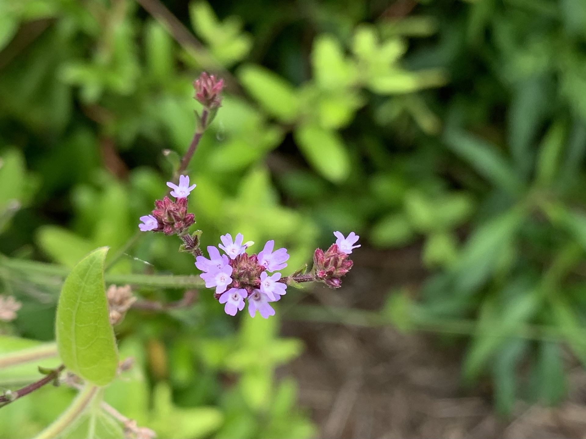 河原の草花たち(追記あり！！): トパーズの宝箱〜花と王子様〜