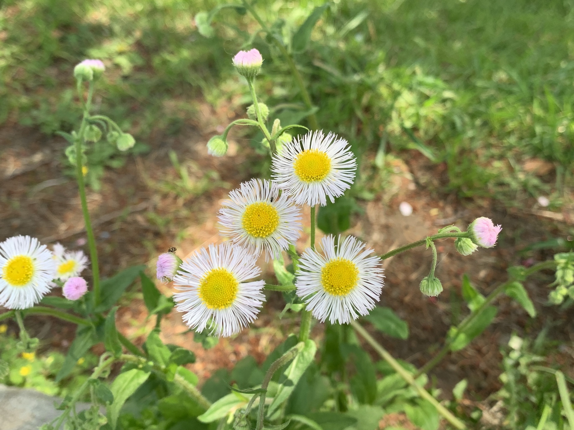 河原の草花たち(追記あり！！): トパーズの宝箱〜花と王子様〜