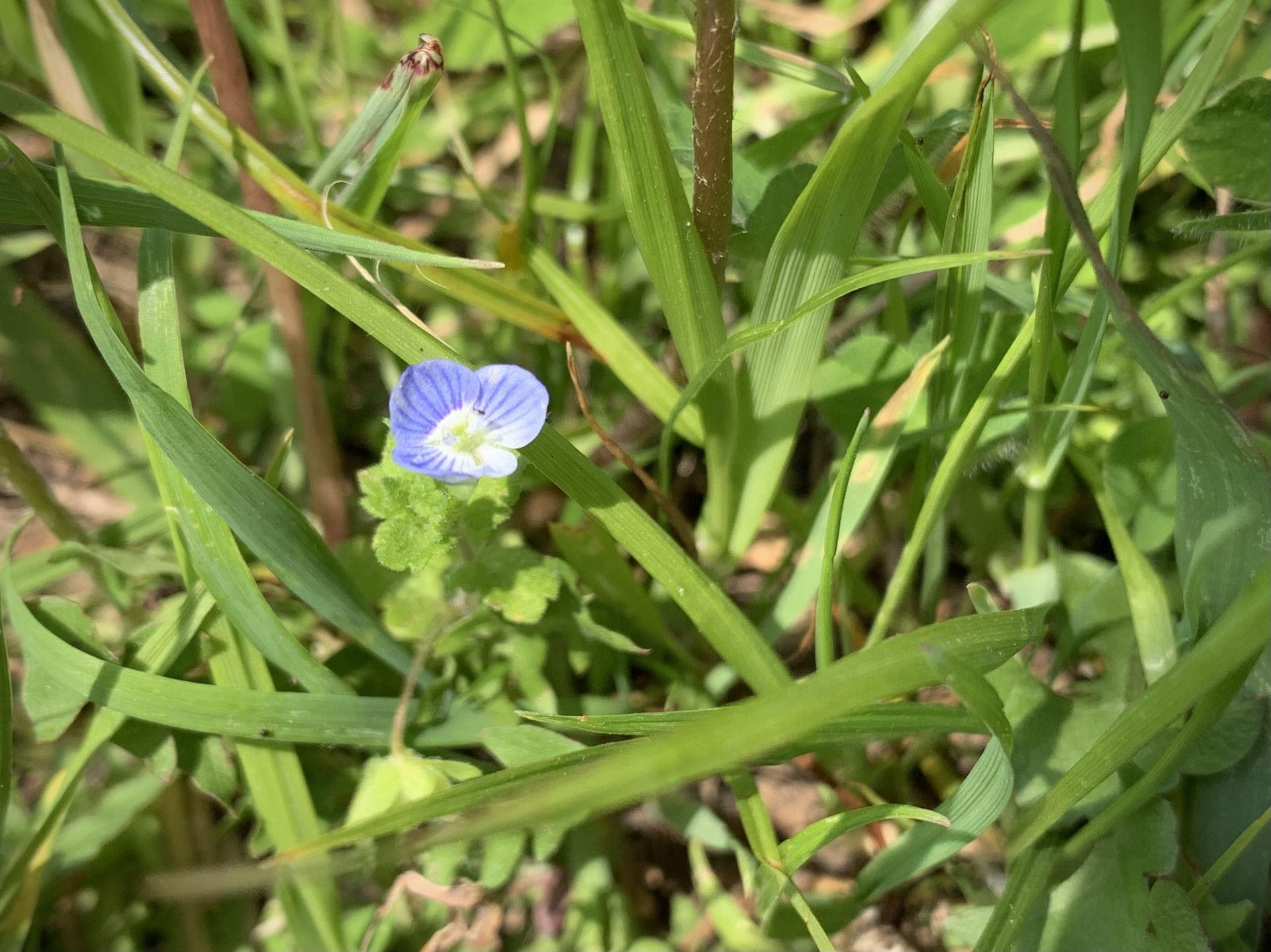 河原の草花たち(追記あり！！): トパーズの宝箱〜花と王子様〜